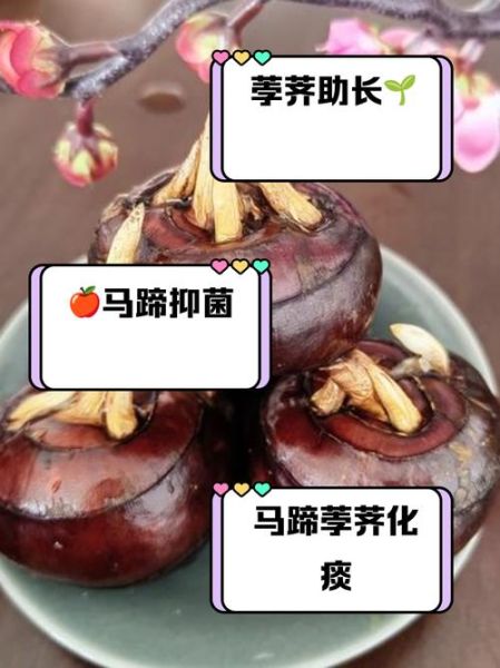 马蹄果和荸荠怎么吃_生吃还是熟吃更好-第2张图片-山城妙识 马蹄果和荸荠怎么吃_生吃还是熟吃更好-第2张图片-山城妙识