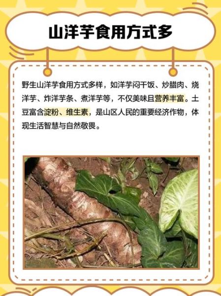 野芋头图片_野芋头怎么辨别真假-第1张图片-山城妙识 野芋头图片_野芋头怎么辨别真假-第1张图片-山城妙识