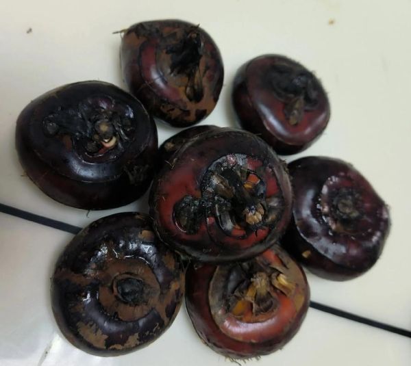 马蹄果和荸荠怎么吃_生吃还是熟吃更好-第3张图片-山城妙识 马蹄果和荸荠怎么吃_生吃还是熟吃更好-第3张图片-山城妙识