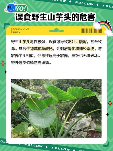 野芋头图片_野芋头怎么辨别真假-第2张图片-山城妙识 野芋头图片_野芋头怎么辨别真假-第2张图片-山城妙识