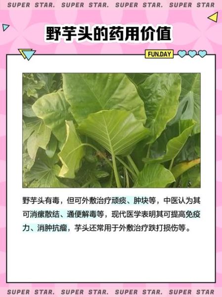 野芋头图片_野芋头怎么辨别真假-第3张图片-山城妙识 野芋头图片_野芋头怎么辨别真假-第3张图片-山城妙识