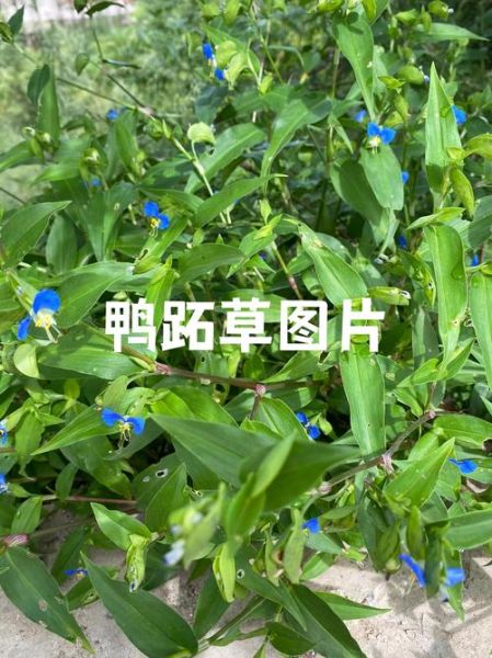 鸭跖草可以当菜吃吗_鸭跖草怎么吃才安全-第3张图片-山城妙识