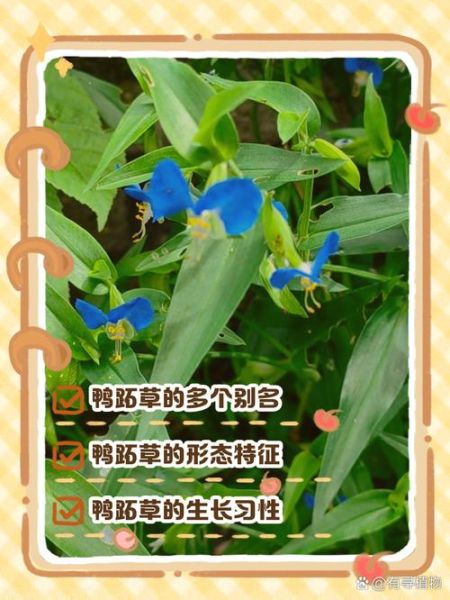 鸭跖草可以当菜吃吗_鸭跖草怎么吃才安全-第2张图片-山城妙识