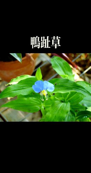 鸭跖草可以当菜吃吗_鸭跖草怎么吃才安全-第1张图片-山城妙识