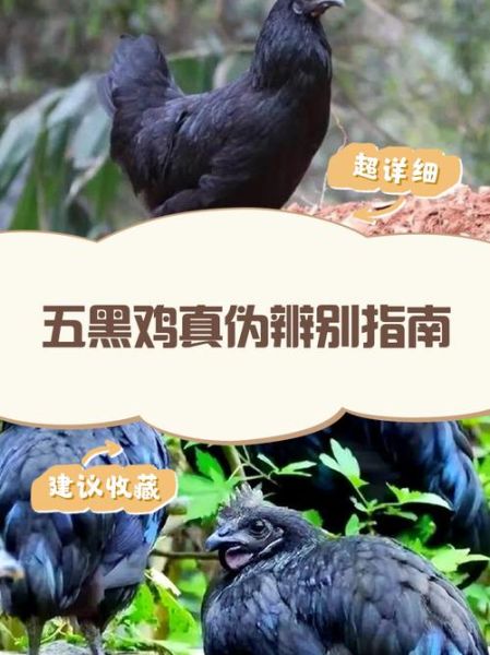 五黑鸡大骗局是真的吗_如何识别五黑鸡骗局-第1张图片-山城妙识