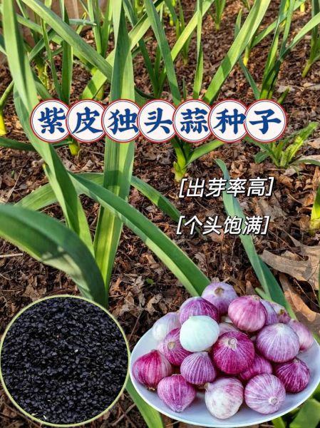 大蒜种子哪个品种好_大蒜种子怎么选-第1张图片-山城妙识