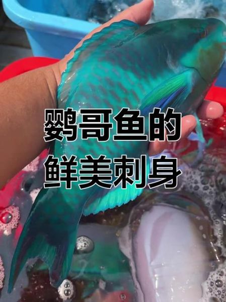 鹦哥鱼营养价值_鹦哥鱼功效与作用-第1张图片-山城妙识