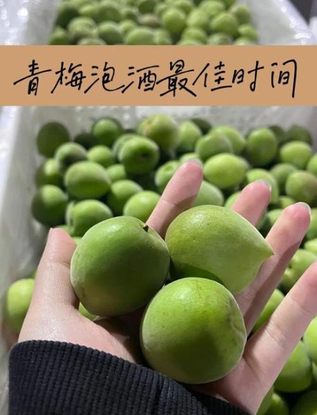 青梅酒泡多久可以喝_青梅酒泡制时间-第1张图片-山城妙识
