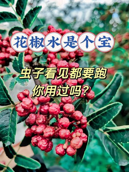 花椒水泡龟头有什么用_会不会有副作用-第1张图片-山城妙识