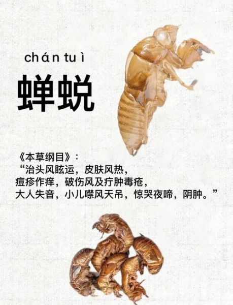 蝉蜕的功效与作用_蝉蜕能治哪些病-第1张图片-山城妙识