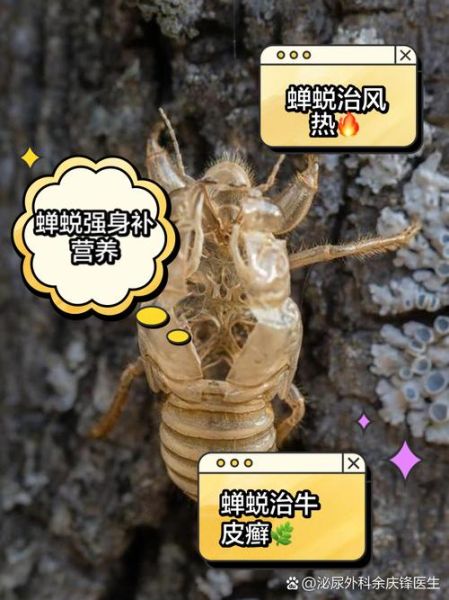 蝉蜕的功效与作用_蝉蜕能治哪些病-第3张图片-山城妙识