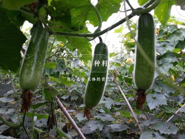 黑毛节瓜是什么瓜_黑毛节瓜和普通节瓜区别-第2张图片-山城妙识