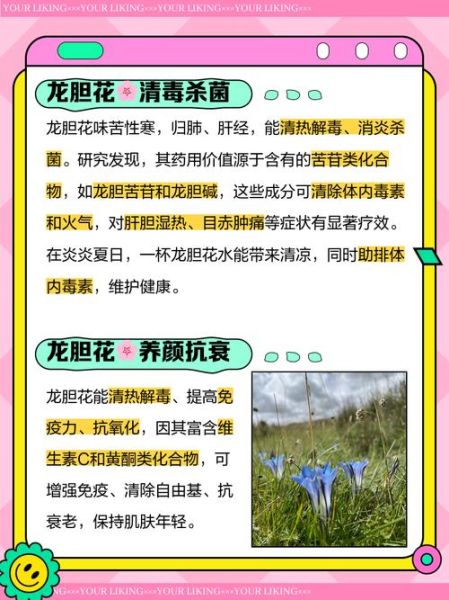 龙胆草的功效与作用_龙胆草怎么泡水喝-第2张图片-山城妙识