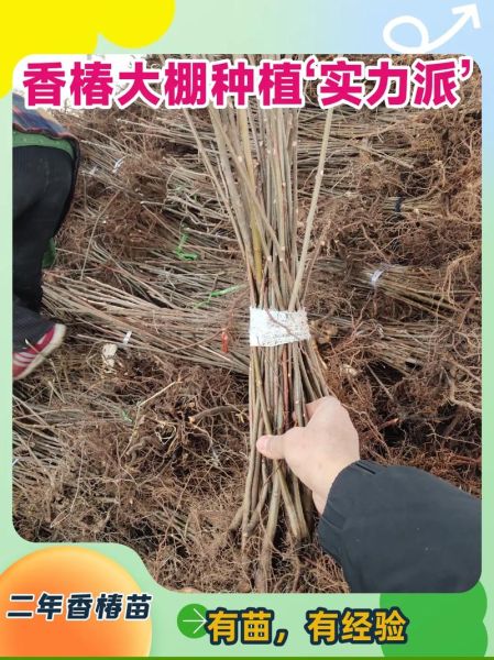 香椿种子什么时候种_香椿种子最佳播种时间-第1张图片-山城妙识