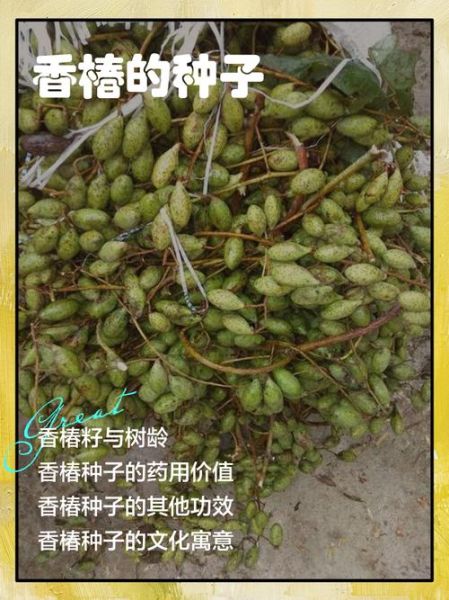 香椿种子什么时候种_香椿种子最佳播种时间-第2张图片-山城妙识