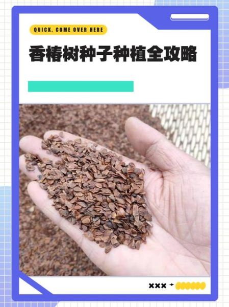 香椿种子什么时候种_香椿种子最佳播种时间-第3张图片-山城妙识