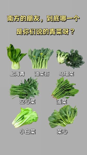 青菜是什么菜_青菜和油菜的区别-第1张图片-山城妙识