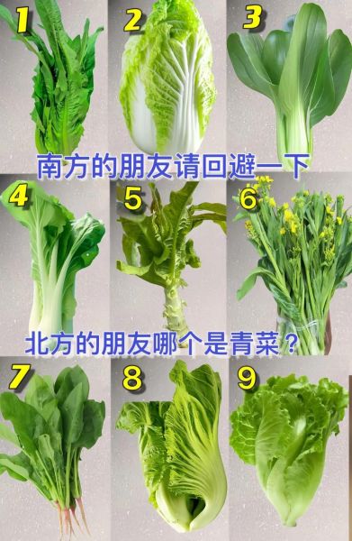 青菜是什么菜_青菜和油菜的区别-第2张图片-山城妙识