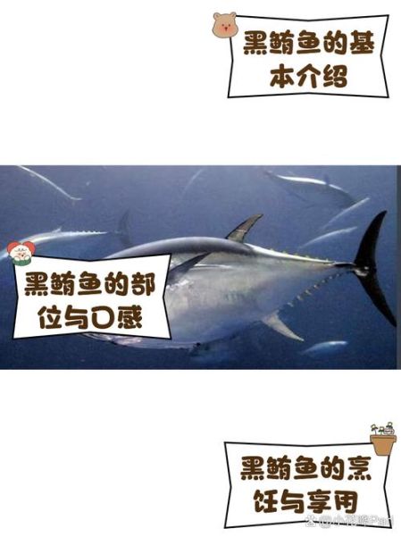 黑鲔鱼价格多少钱一斤_黑鲔鱼为什么这么贵-第2张图片-山城妙识