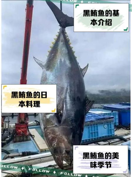 黑鲔鱼价格多少钱一斤_黑鲔鱼为什么这么贵-第1张图片-山城妙识