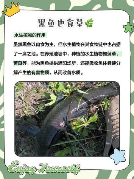 黑鱼吃什么长得快_黑鱼饲料配方-第1张图片-山城妙识