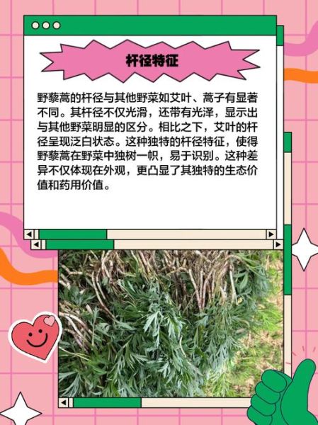 野生藜蒿图片怎么识别_野生藜蒿和艾草区别-第1张图片-山城妙识
