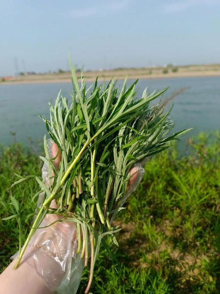 野生藜蒿图片怎么识别_野生藜蒿和艾草区别-第2张图片-山城妙识