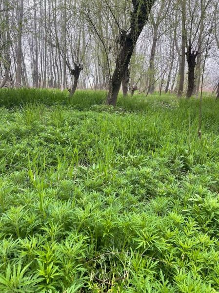 野生藜蒿图片怎么识别_野生藜蒿和艾草区别-第3张图片-山城妙识