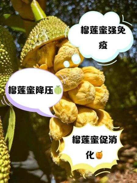 榴莲蜜和榴莲哪个好吃_口感区别大吗-第3张图片-山城妙识