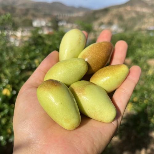 蜜枣桃是什么_蜜枣桃怎么吃最好-第3张图片-山城妙识 蜜枣桃是什么_蜜枣桃怎么吃最好-第3张图片-山城妙识