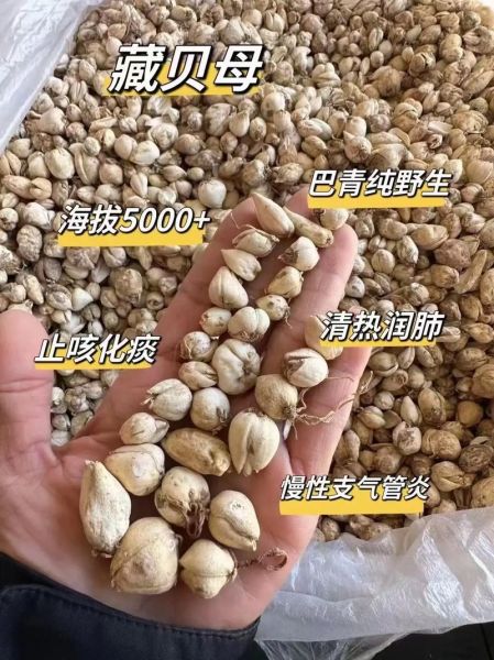 贝母价格是多少钱一克_川贝母多少钱一克-第1张图片-山城妙识