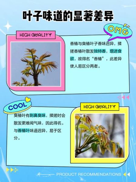 香椿树长什么样子_香椿树和臭椿区别-第2张图片-山城妙识