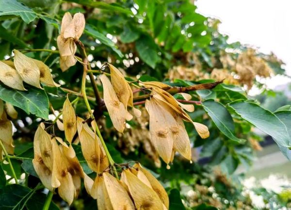 香椿树长什么样子_香椿树和臭椿区别-第3张图片-山城妙识