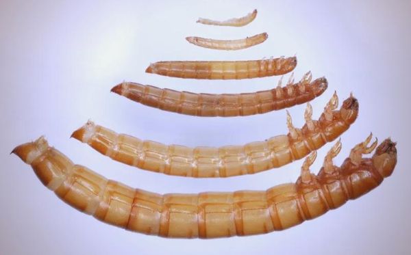 黄粉虫的功效与作用_黄粉虫怎么吃最有营养-第3张图片-山城妙识