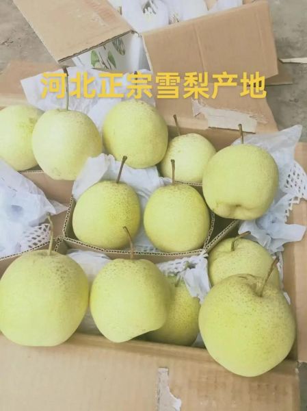 雪花梨和鸭梨的区别_哪个更好吃-第3张图片-山城妙识