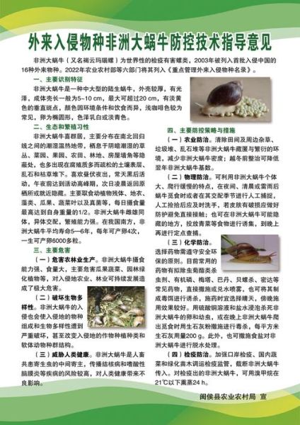 非洲大蜗牛怎么消灭_非洲大蜗牛用什么药最有效-第1张图片-山城妙识 非洲大蜗牛怎么消灭_非洲大蜗牛用什么药最有效-第1张图片-山城妙识