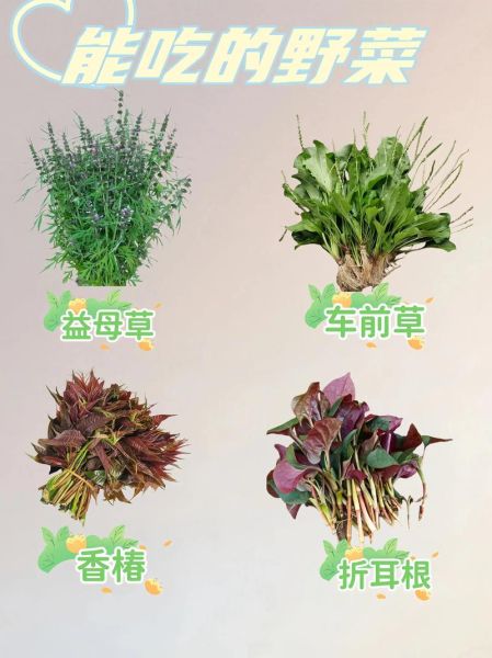 野菜有哪些种类_野菜怎么辨认-第2张图片-山城妙识 野菜有哪些种类_野菜怎么辨认-第2张图片-山城妙识