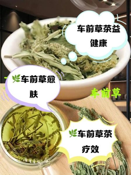 车前草泡茶喝治什么病_车前草茶的功效与禁忌-第1张图片-山城妙识