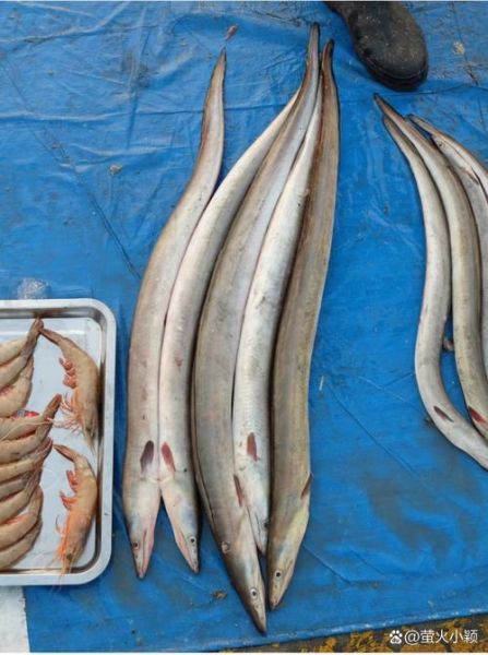鲥鱼为什么多刺_鲥鱼刺多怎么挑-第2张图片-山城妙识 鲥鱼为什么多刺_鲥鱼刺多怎么挑-第2张图片-山城妙识