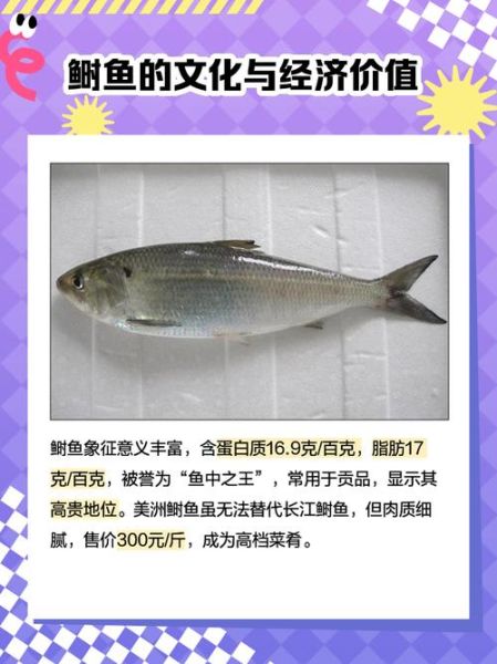 鲥鱼为什么多刺_鲥鱼刺多怎么挑-第3张图片-山城妙识 鲥鱼为什么多刺_鲥鱼刺多怎么挑-第3张图片-山城妙识