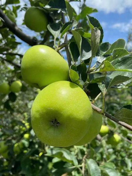 青苹果的功效与作用_青苹果怎么挑选才甜-第3张图片-山城妙识