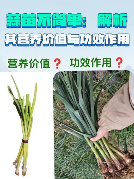 蒜苗的功效与作用禁忌_哪些人不能吃蒜苗-第3张图片-山城妙识