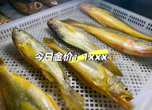 黄花鱼市场价多少钱一斤_今日黄花鱼价格走势-第3张图片-山城妙识