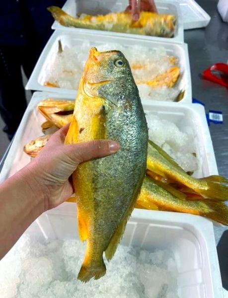 黄花鱼市场价多少钱一斤_今日黄花鱼价格走势-第1张图片-山城妙识