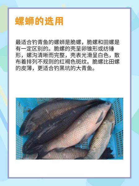 螺蛳青是什么鱼_螺蛳青和草鱼的区别-第1张图片-山城妙识