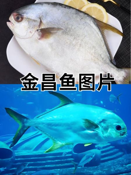 金昌鱼刺多吗_适合宝宝吃吗-第1张图片-山城妙识