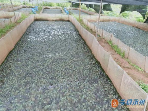 牛蛙养殖前景怎么样_牛蛙养殖利润有多大-第3张图片-山城妙识 牛蛙养殖前景怎么样_牛蛙养殖利润有多大-第3张图片-山城妙识