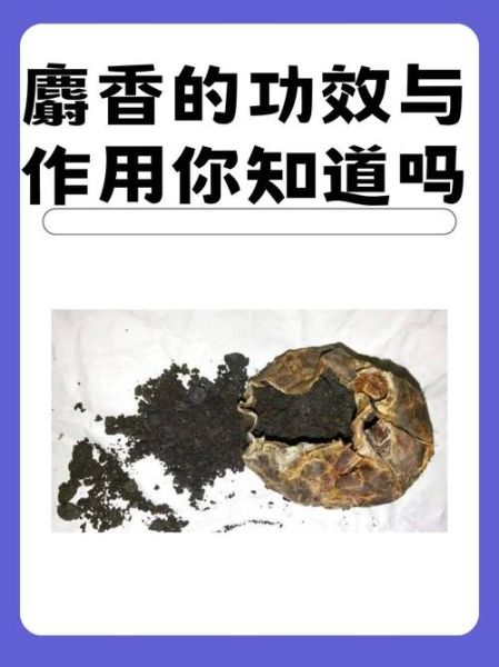 麝香是什么东西_麝香的功效与作用-第1张图片-山城妙识 麝香是什么东西_麝香的功效与作用-第1张图片-山城妙识