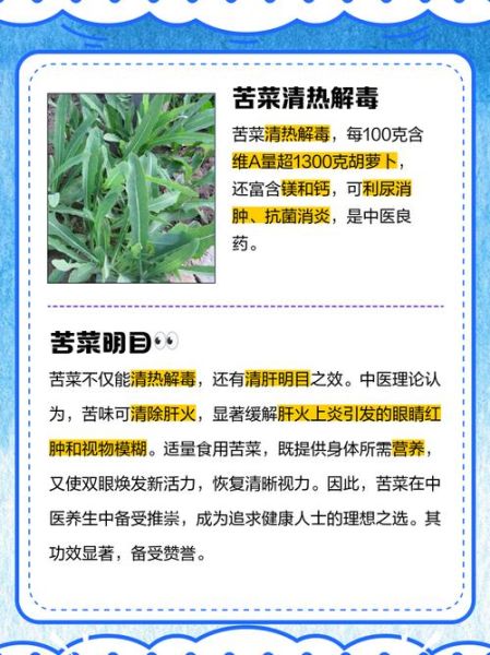 苦菜是什么菜_苦菜的功效与作用-第3张图片-山城妙识