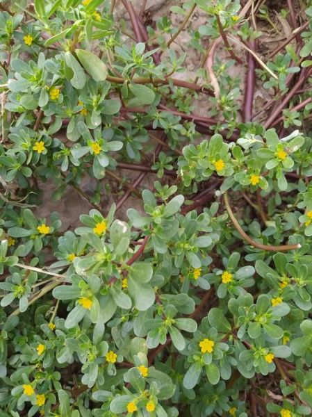 马扎菜图片_马扎菜长什么样-第2张图片-山城妙识 马扎菜图片_马扎菜长什么样-第2张图片-山城妙识